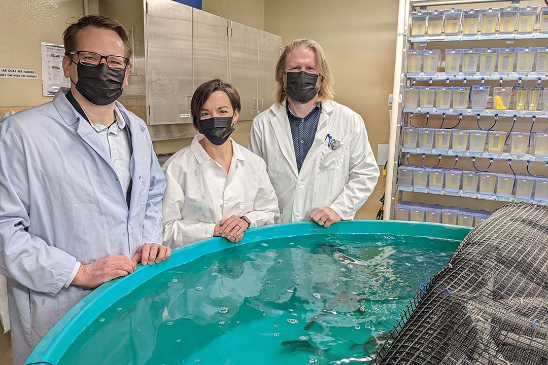 USask researchers angling to protect fish from chemical contamination ...